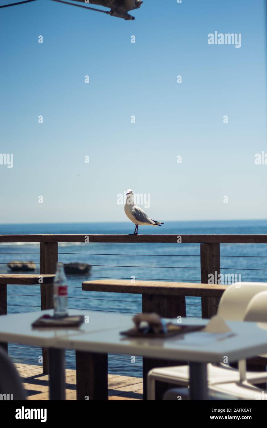 Bird of perth hi-res stock photography and images - Alamy