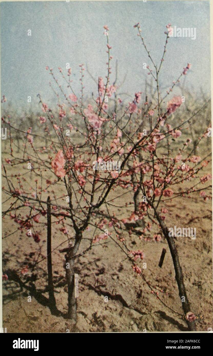 100 years flavor hi-res stock photography and images - Alamy