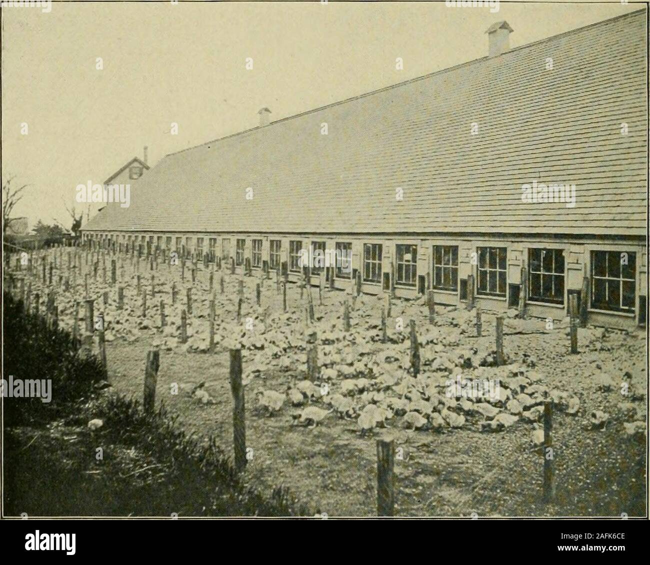 . How we make ducks pay ... an illustrated guide to the profitable ...