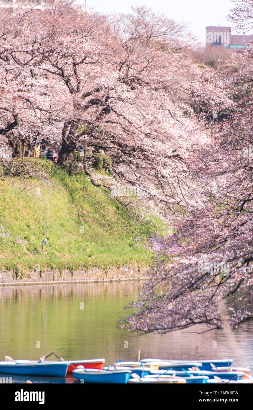 cherry blossom at chidori ga fuchi, tokyo, japan Stock Photo - Alamy