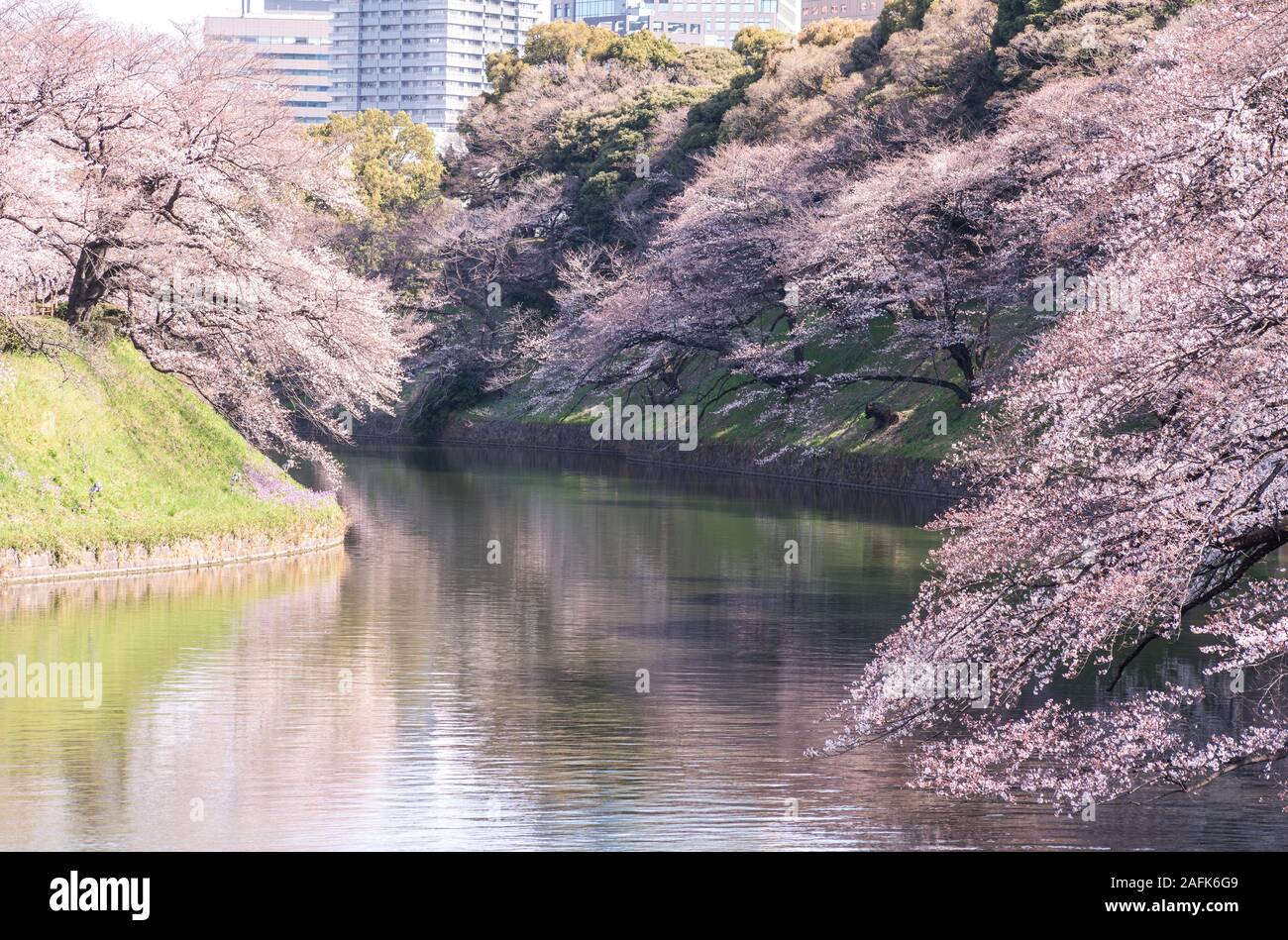 cherry blossom at chidori ga fuchi, tokyo, japan Stock Photo - Alamy