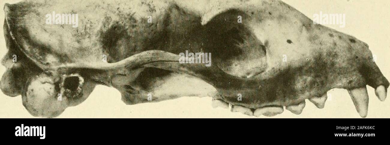 . Bulletin - United States National Museum. Upper, Bdeogale crassicauda ...