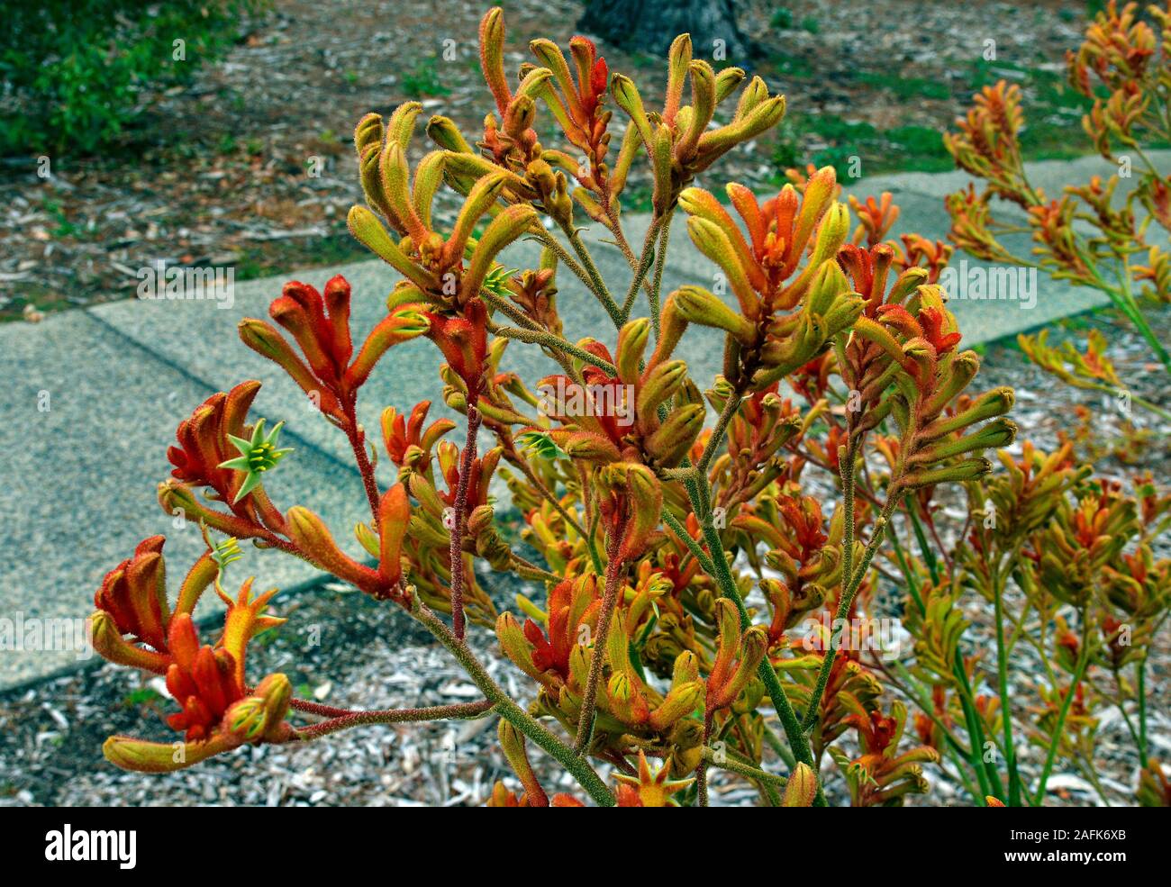 Australia, multicolored kangaroo paw plant Stock Photo - Alamy