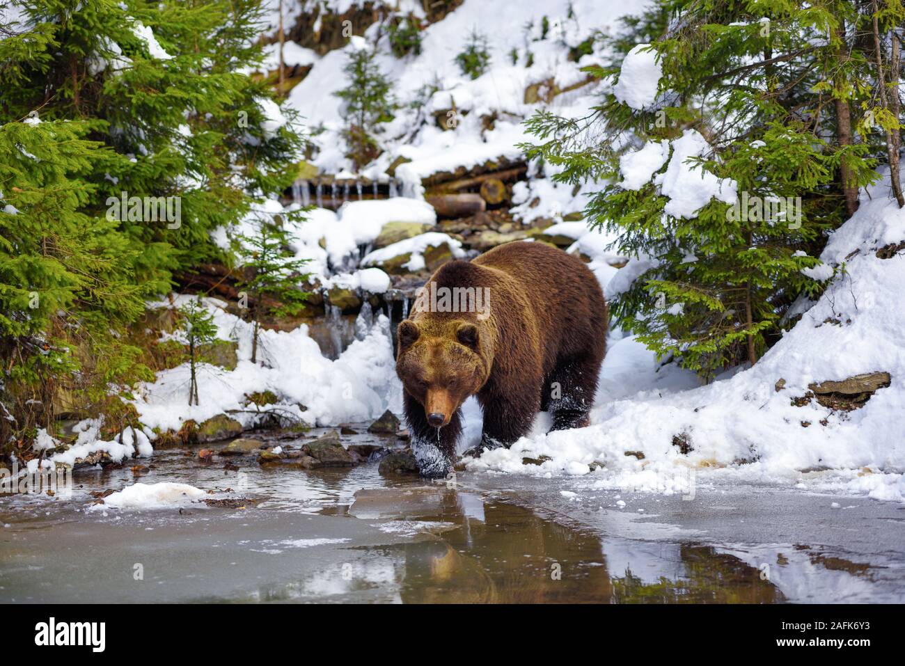 The brown bear in its natural habitat Stock Photo - Alamy