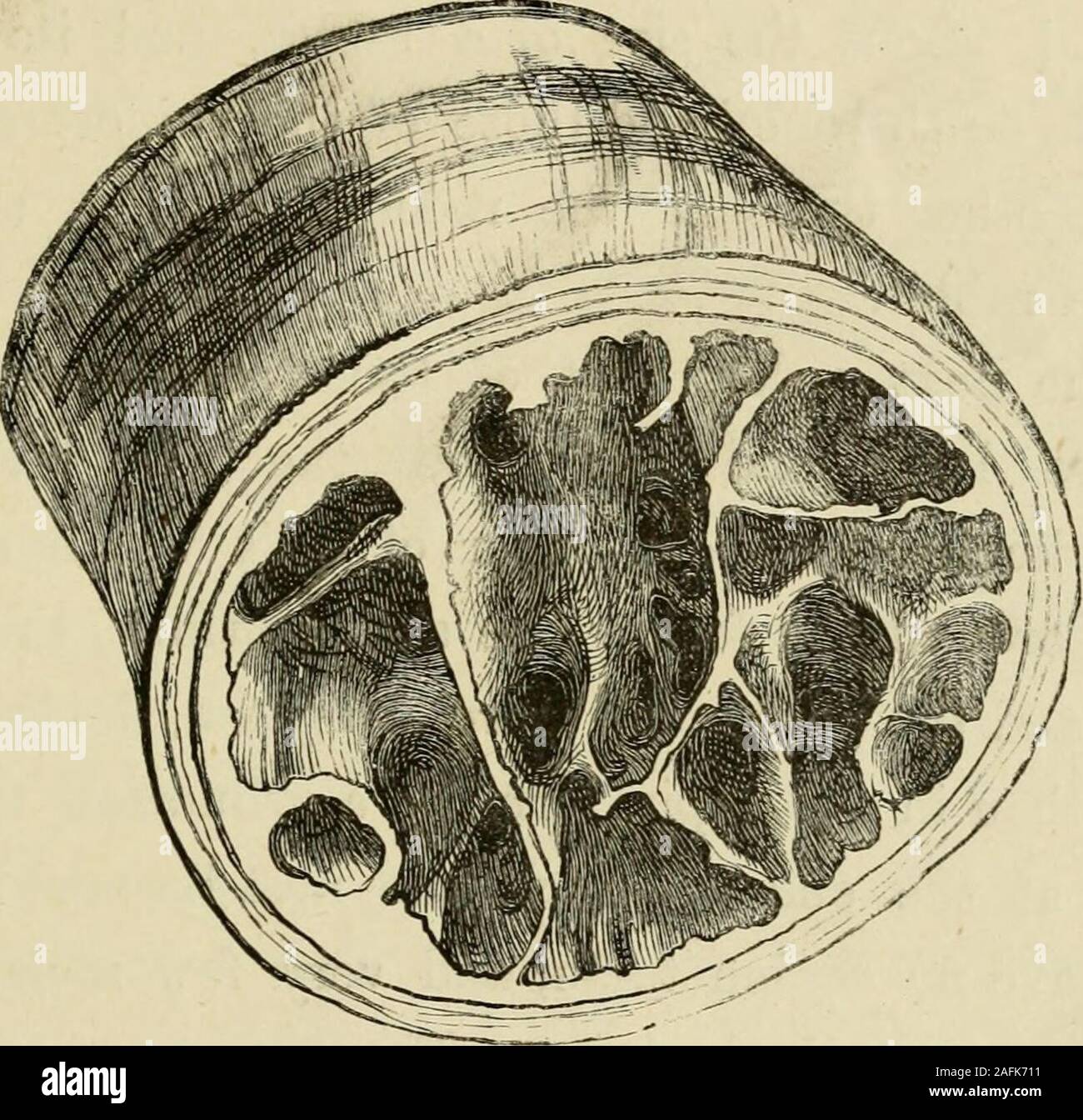 . The Bible and science. IlCr. lis. —Stomach of an aiitplcpe. A, from ...
