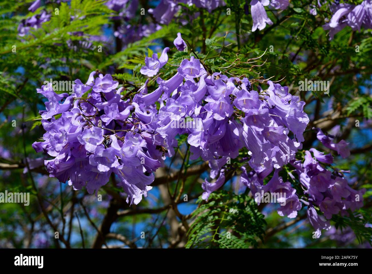 Australia, flowering jacaranda tree with bee Stock Photo - Alamy