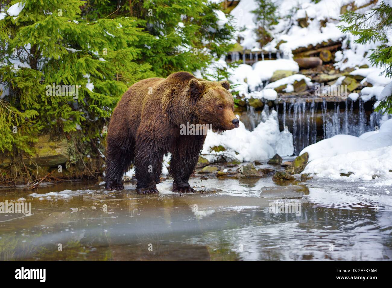 The brown bear in its natural habitat Stock Photo - Alamy