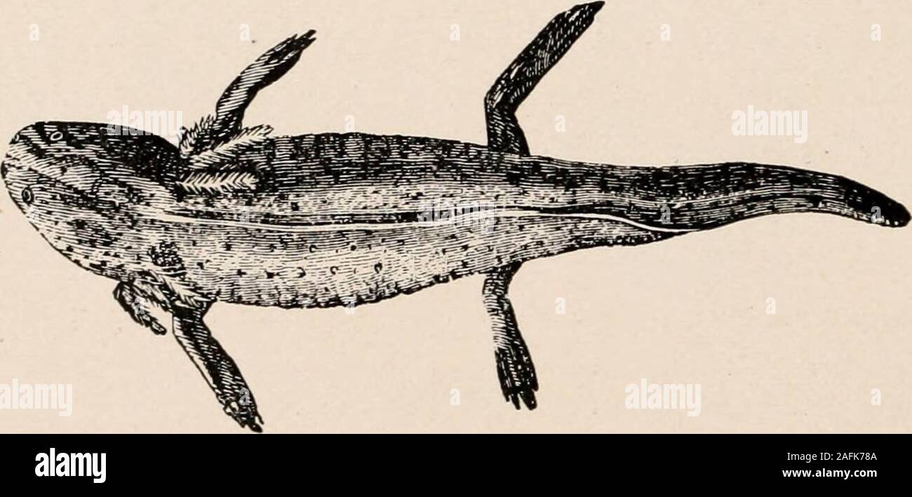 Hellbender Salamander Drawing