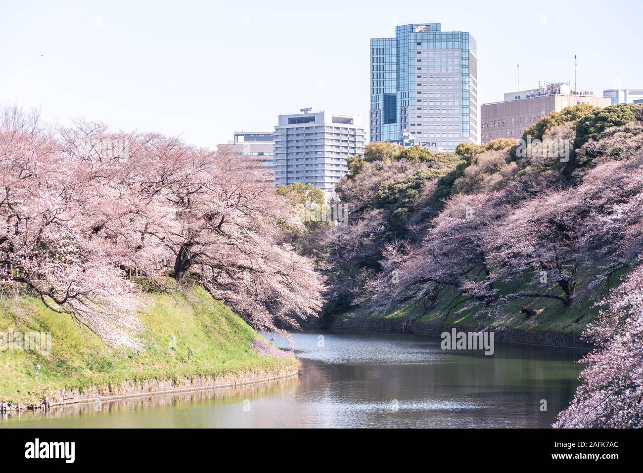 cherry blossom at chidori ga fuchi, tokyo, japan Stock Photo - Alamy