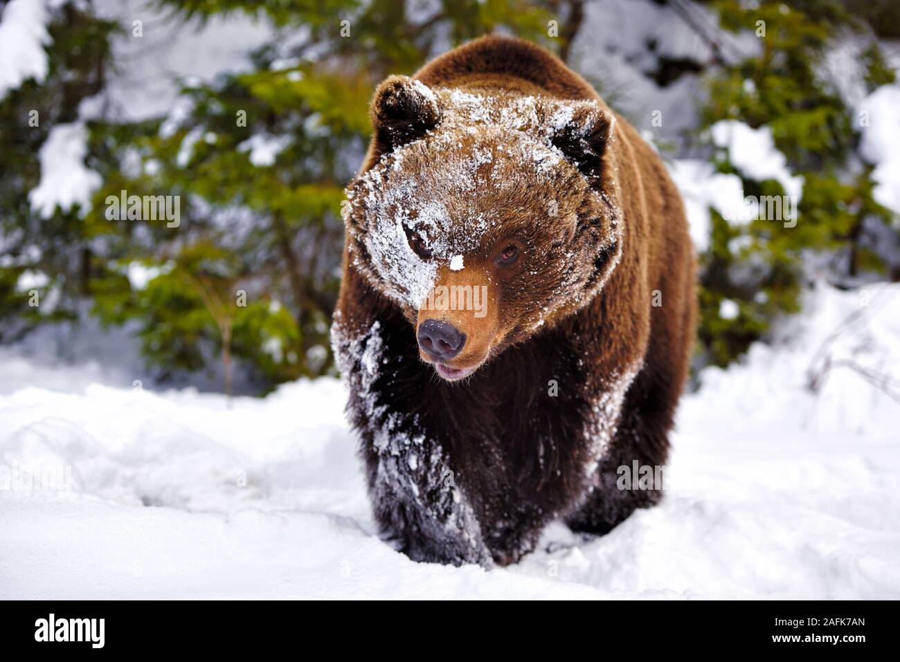 The brown bear in its natural habitat Stock Photo - Alamy