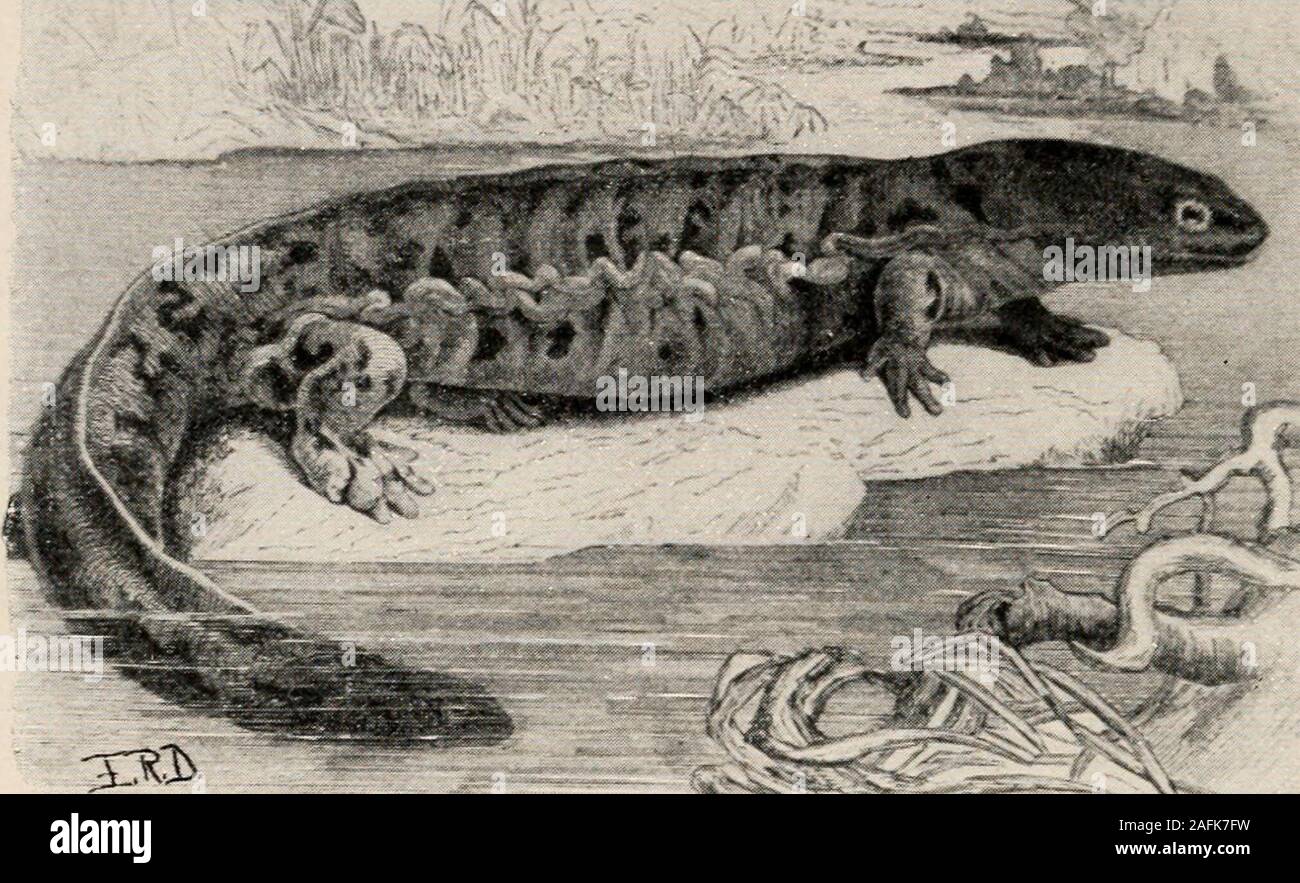 Giant salamander family hi-res stock photography and images - Alamy