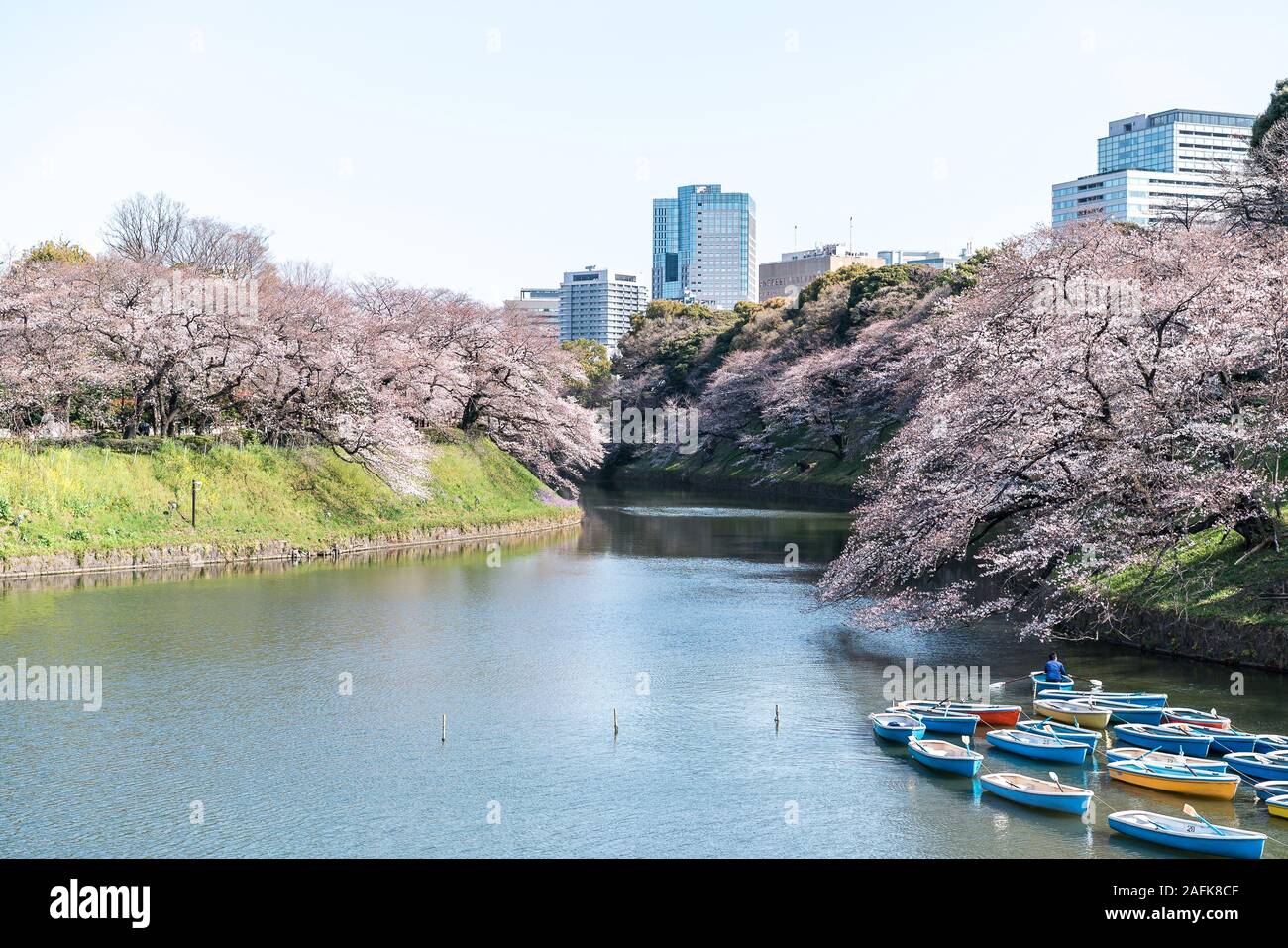 cherry blossom at chidori ga fuchi, tokyo, japan Stock Photo - Alamy