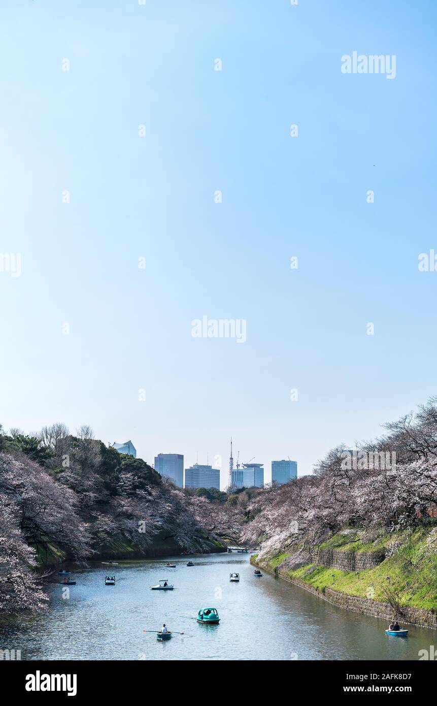 cherry blossom at chidori ga fuchi, tokyo, japan Stock Photo - Alamy
