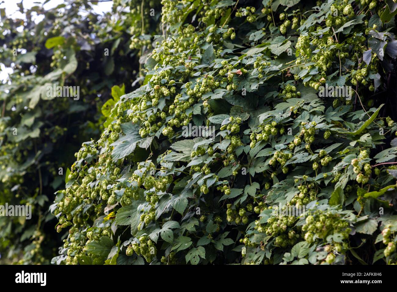Wild hops at the river meadows Stock Photo - Alamy