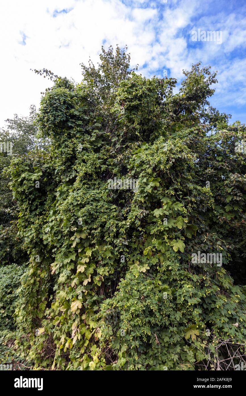 Wild hops at the river meadows Stock Photo - Alamy