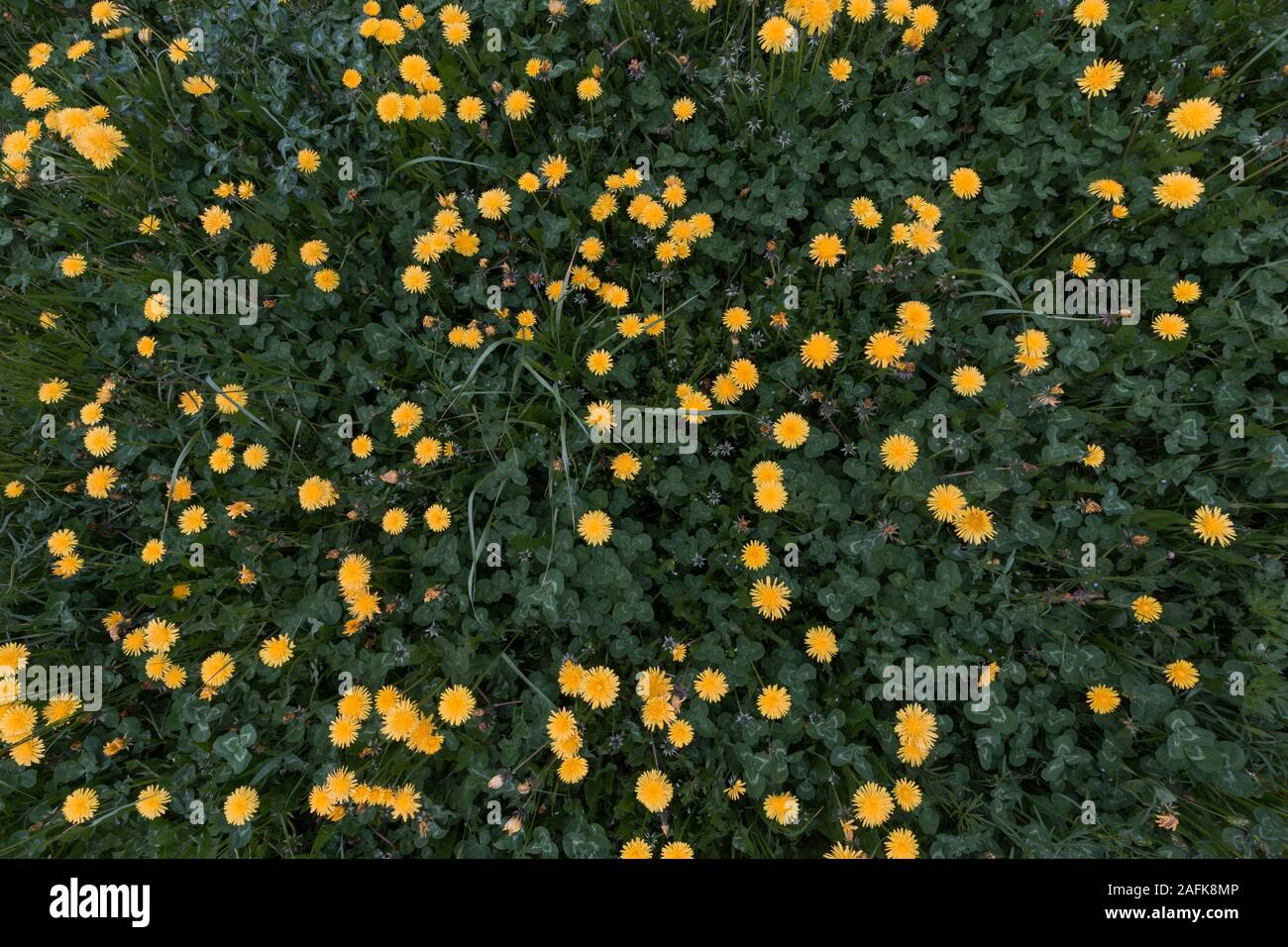 Spring green colors hi-res stock photography and images - Alamy