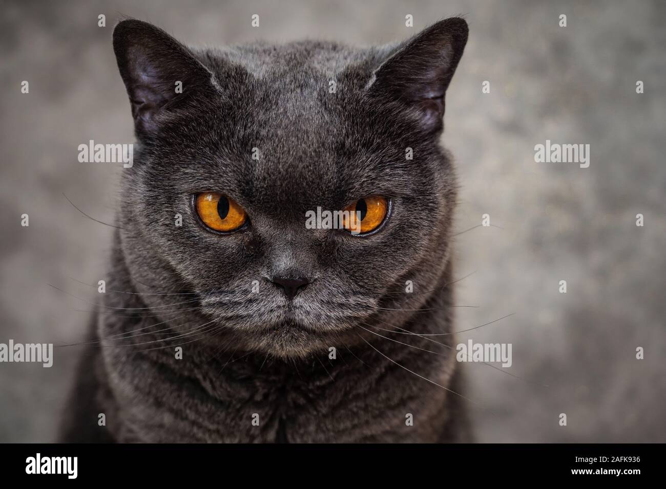 Dense coat hi-res stock photography and images - Alamy