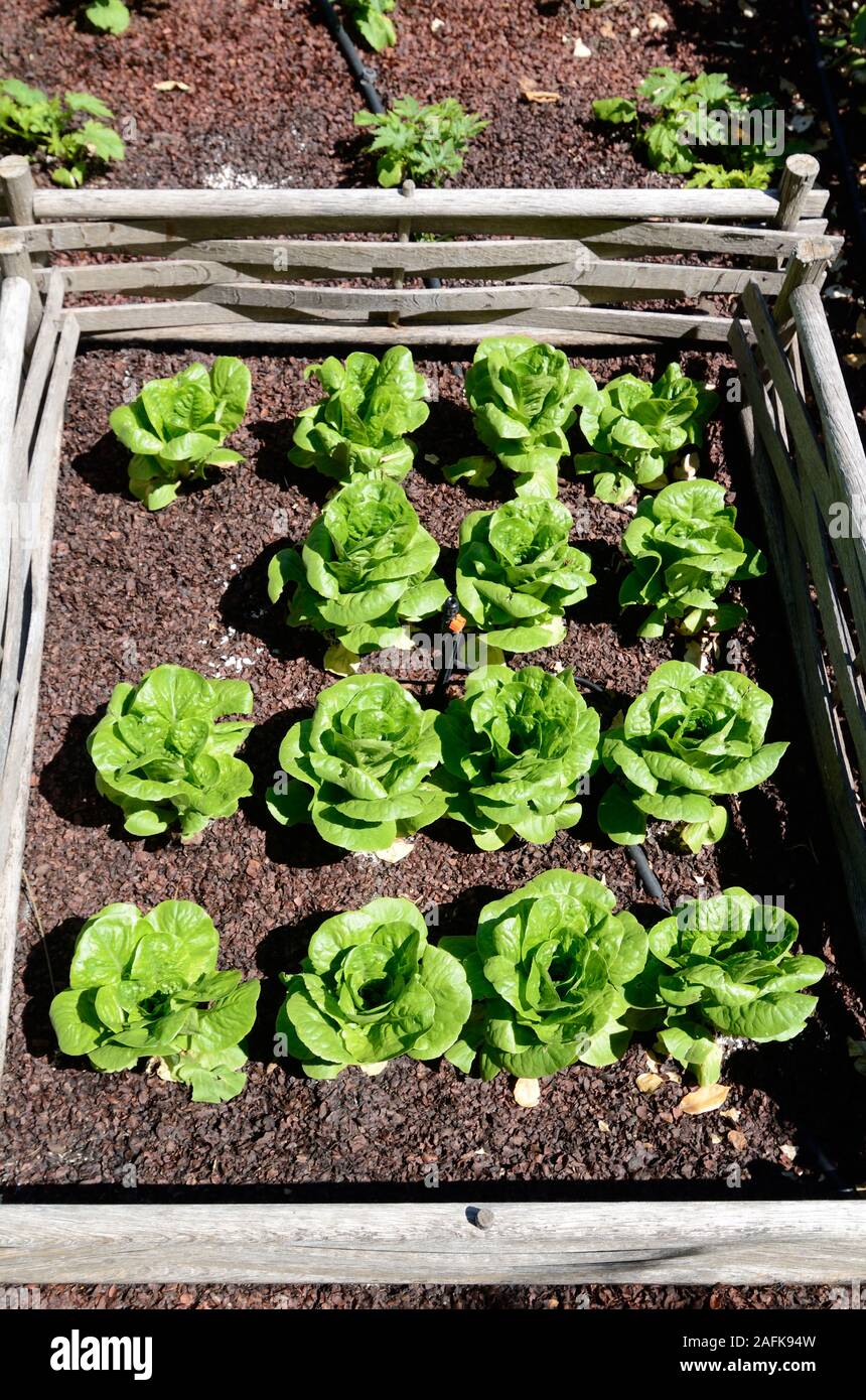 Vegetable Garden Rows Stock Photos & Vegetable Garden Rows Stock Images ...