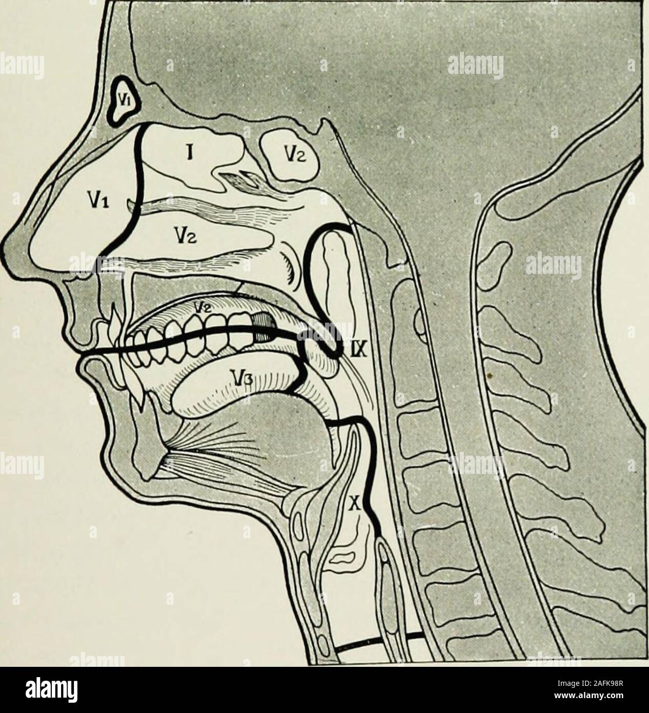 Lingual nerve hi-res stock photography and images - Alamy