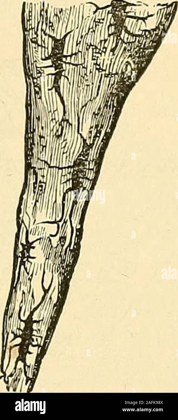 difference between unilocular and multilocular