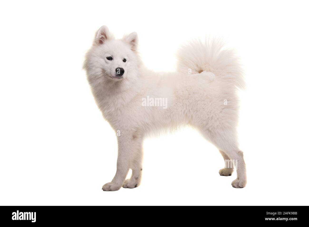 White samoyed dog standing seen from the side isolated on a white ...