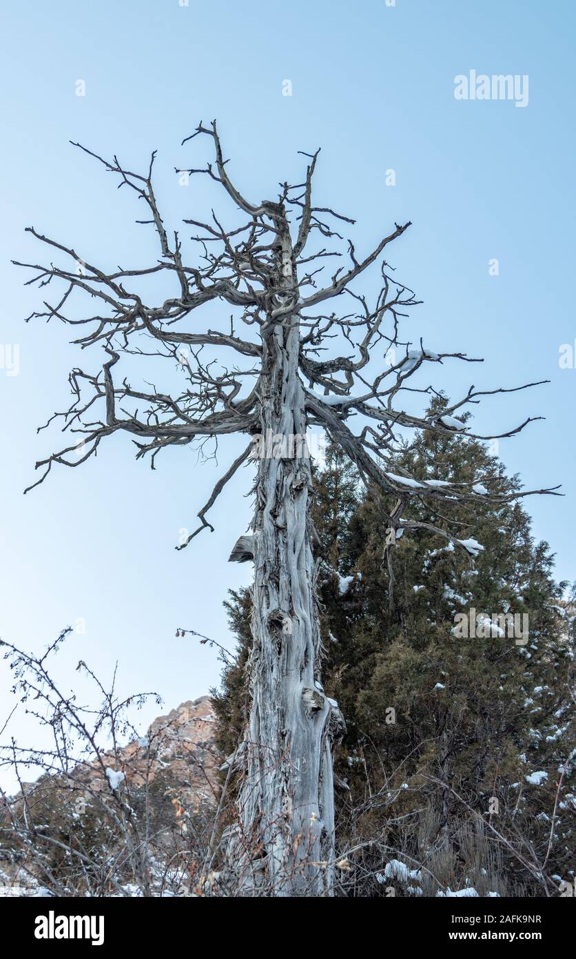 Dried pine tree hi-res stock photography and images - Alamy