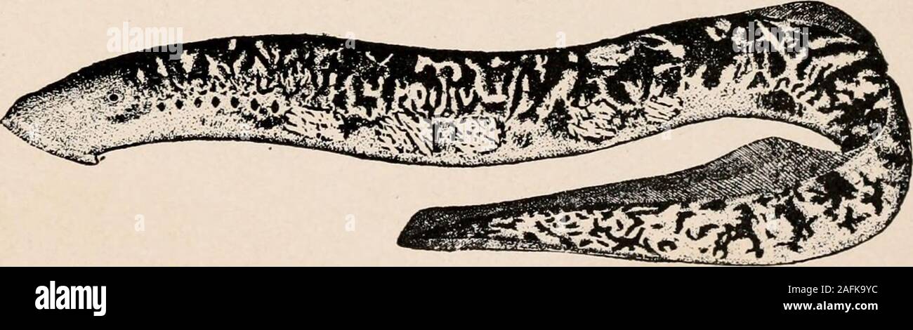 Cyclostomi hi-res stock photography and images - Alamy