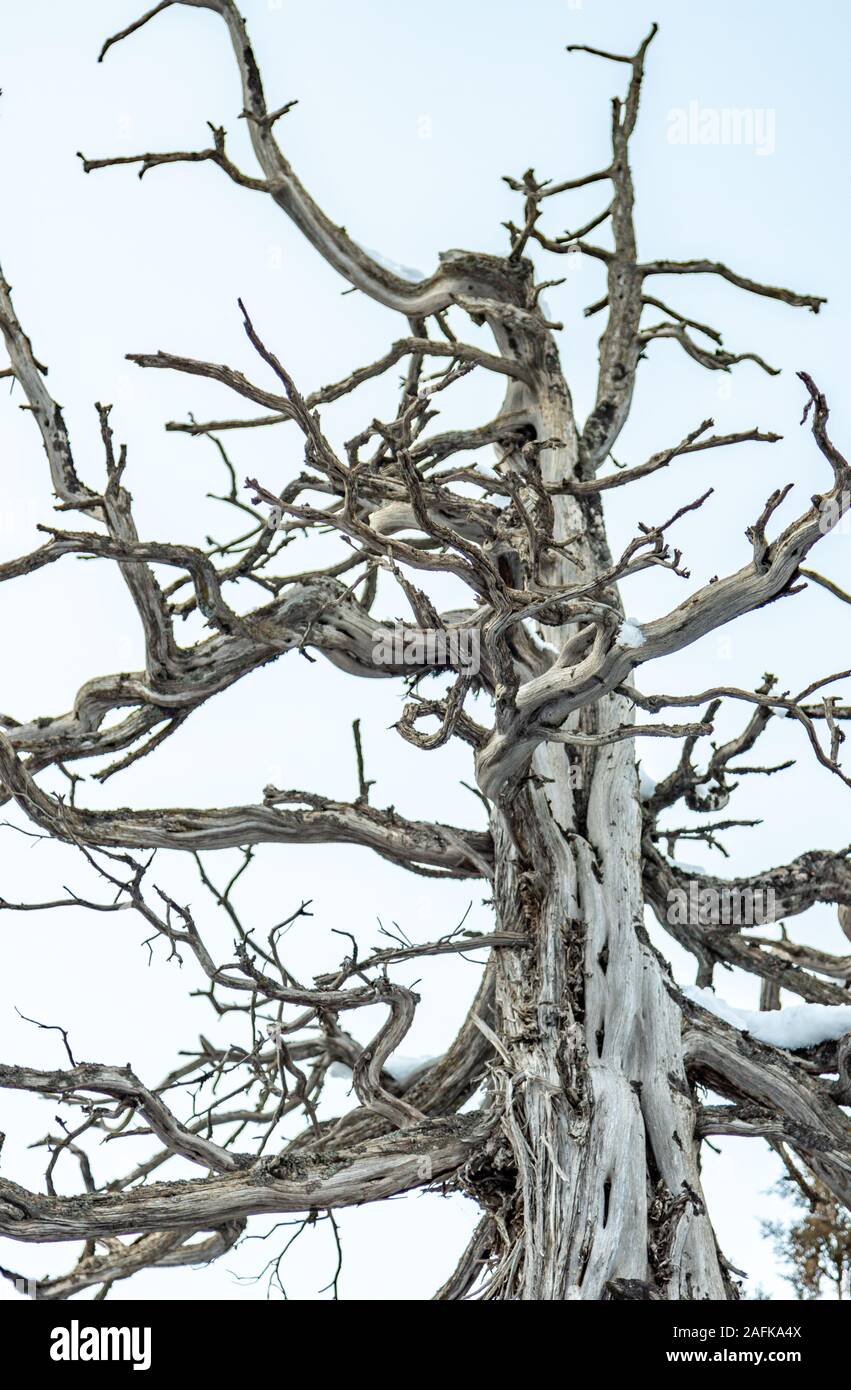 dried pine tree against the sky Stock Photo - Alamy