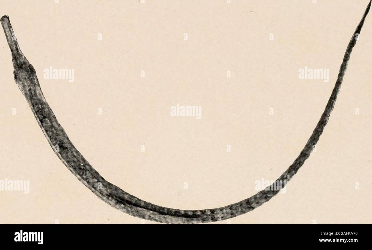 Slime eel hi-res stock photography and images - Alamy