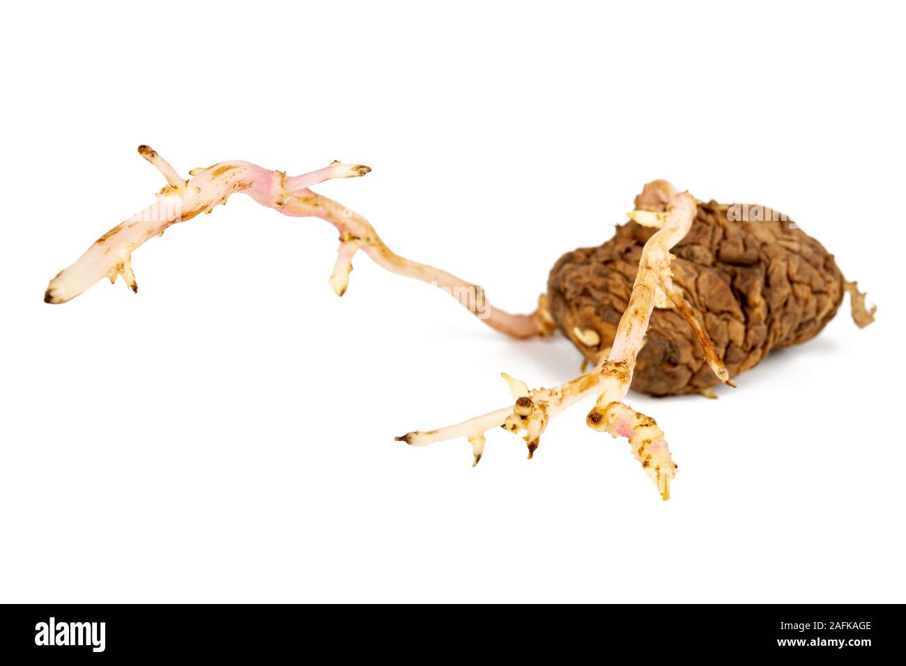 Old germinated yellow potato isolated on white background. Big sprouts ...