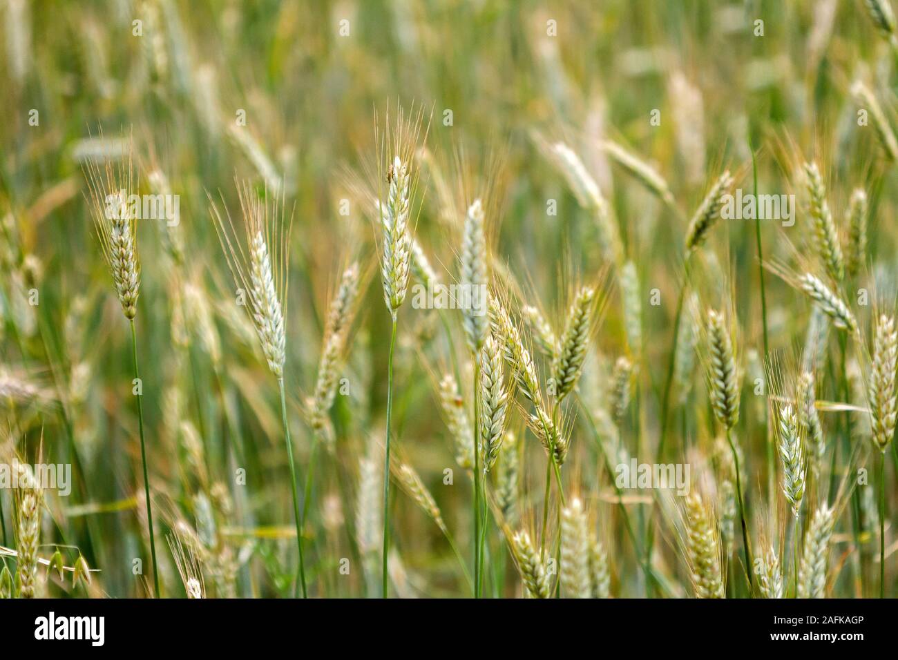Shot dry wheat field agriculture hi-res stock photography and images ...