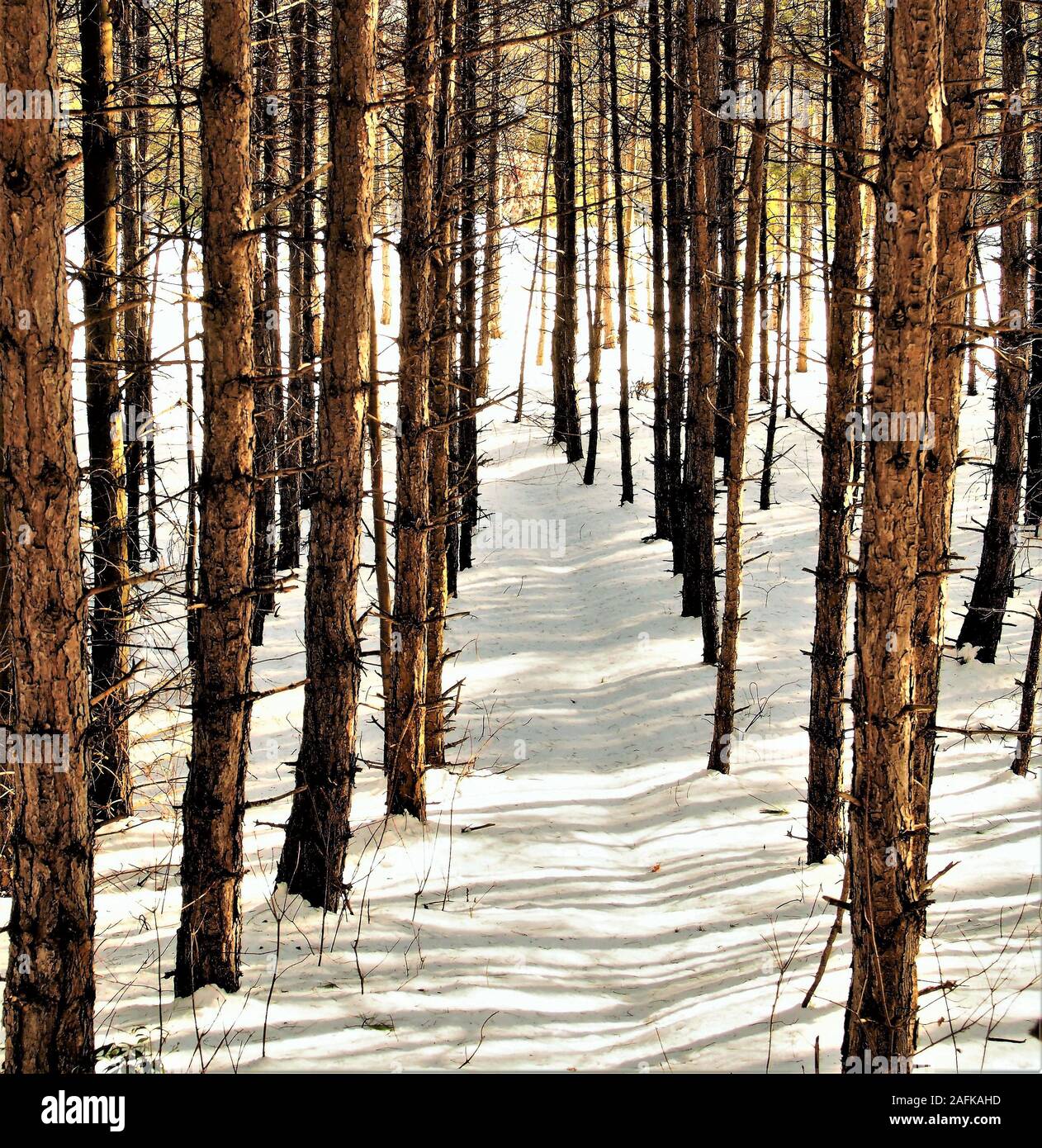 Snow trail through the pines Stock Photo - Alamy