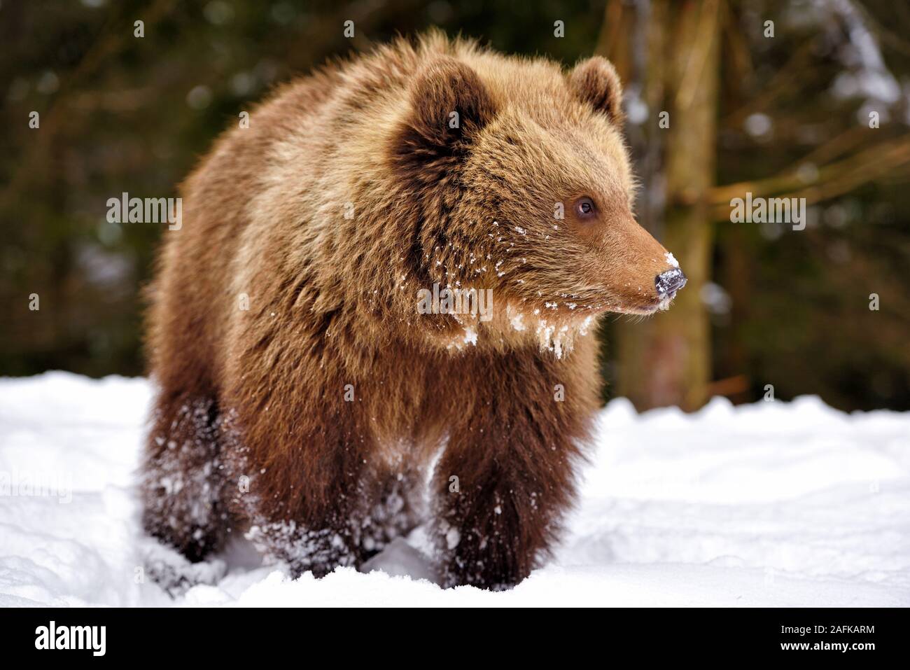 Cute little brown bear on the snow in winter forest Stock Photo - Alamy