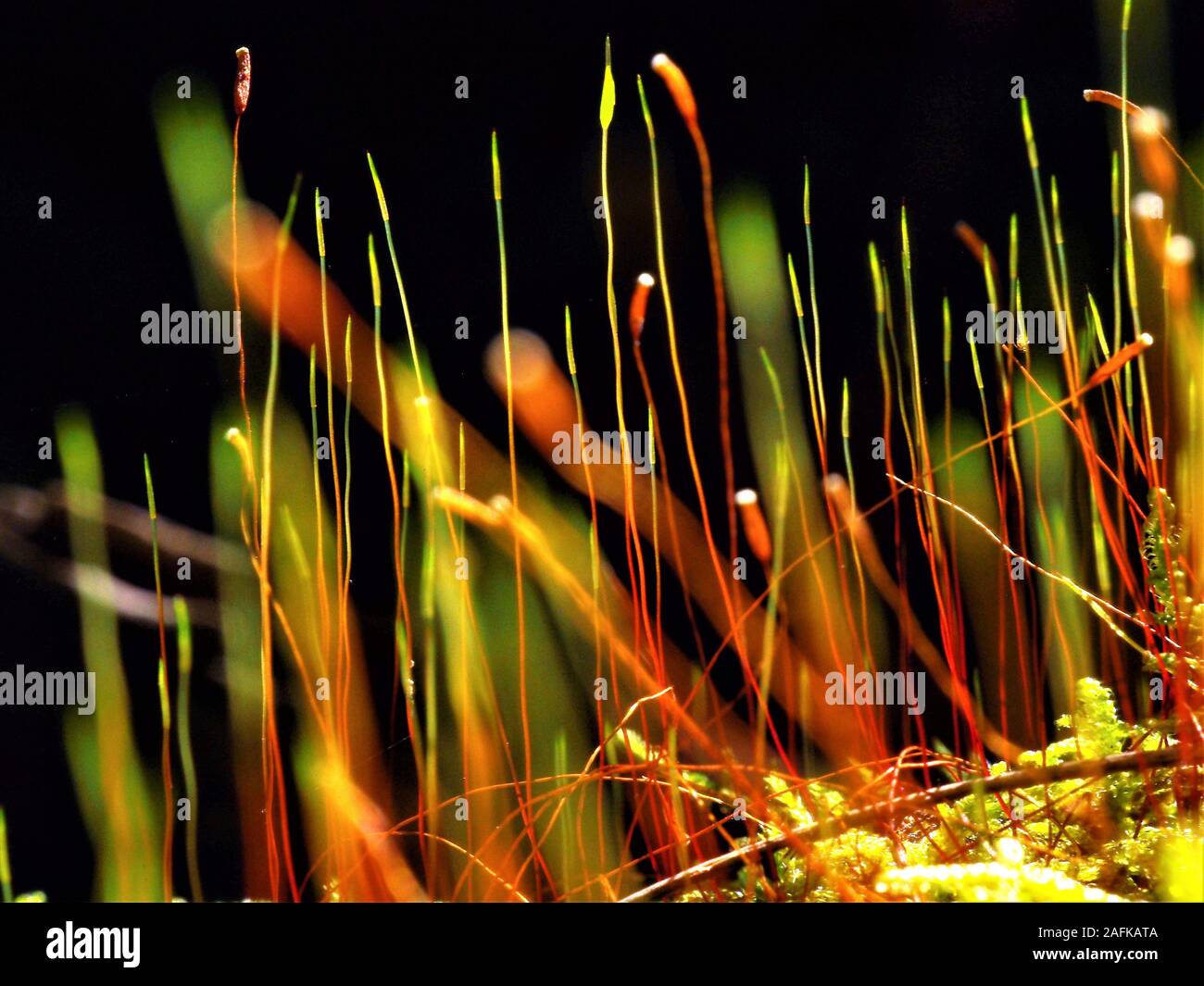 Magic grass hi-res stock photography and images - Alamy