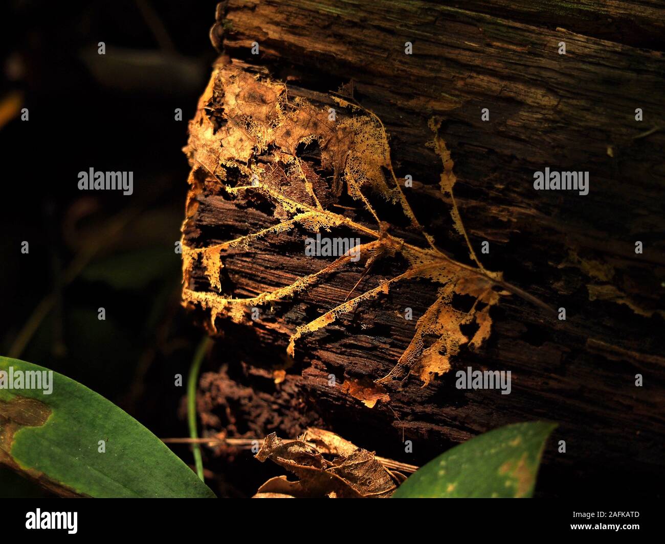 Leaf decay hi-res stock photography and images - Alamy