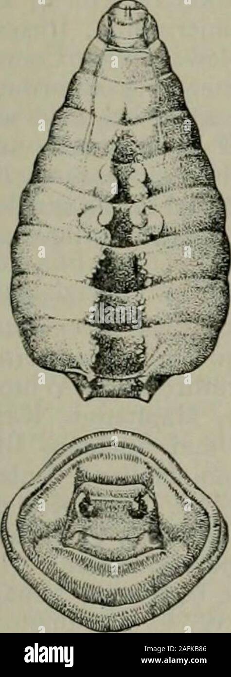Spiracles hi-res stock photography and images - Alamy
