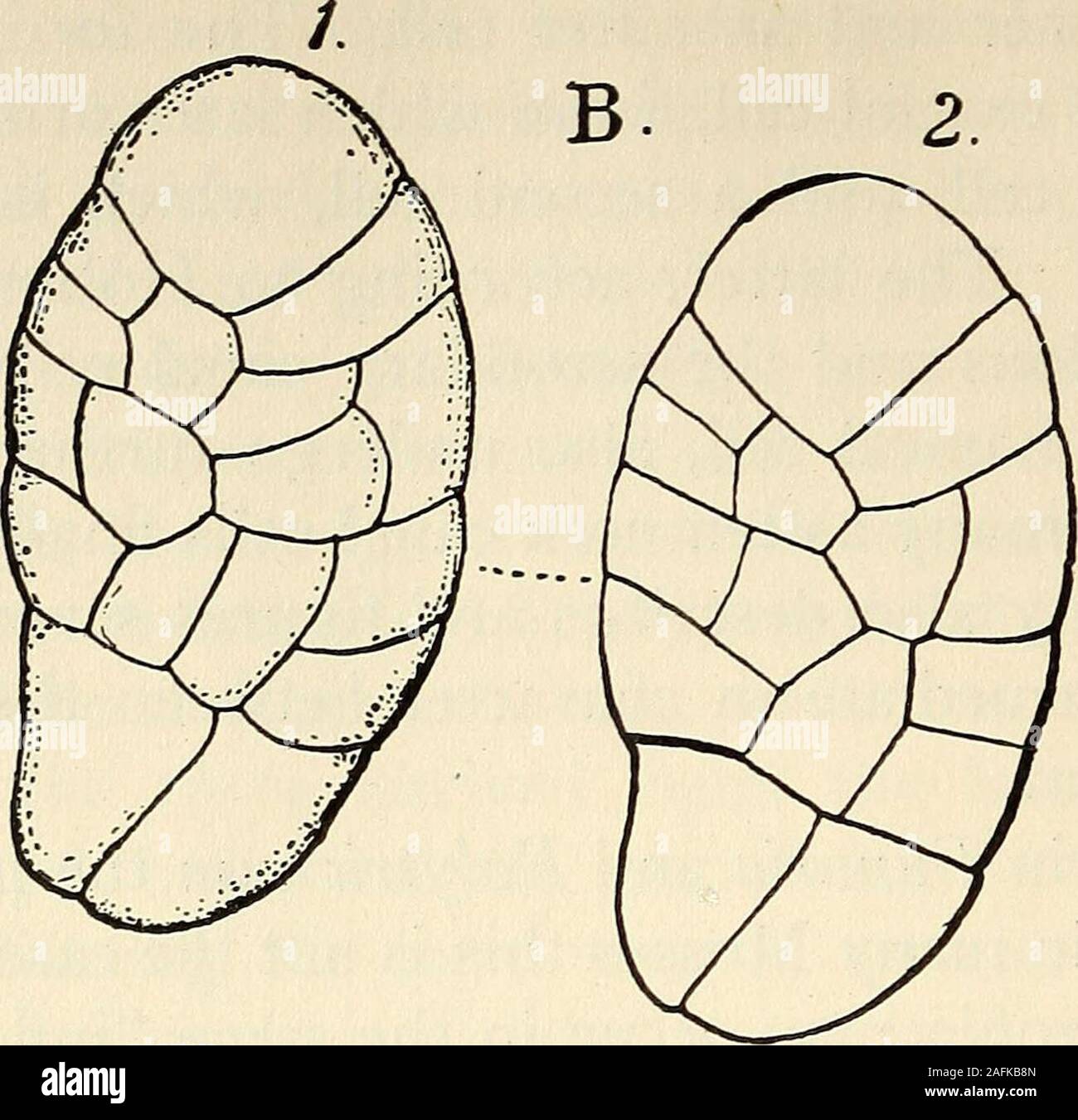 . The structure and development of mosses and ferns (Archegoniatae ...
