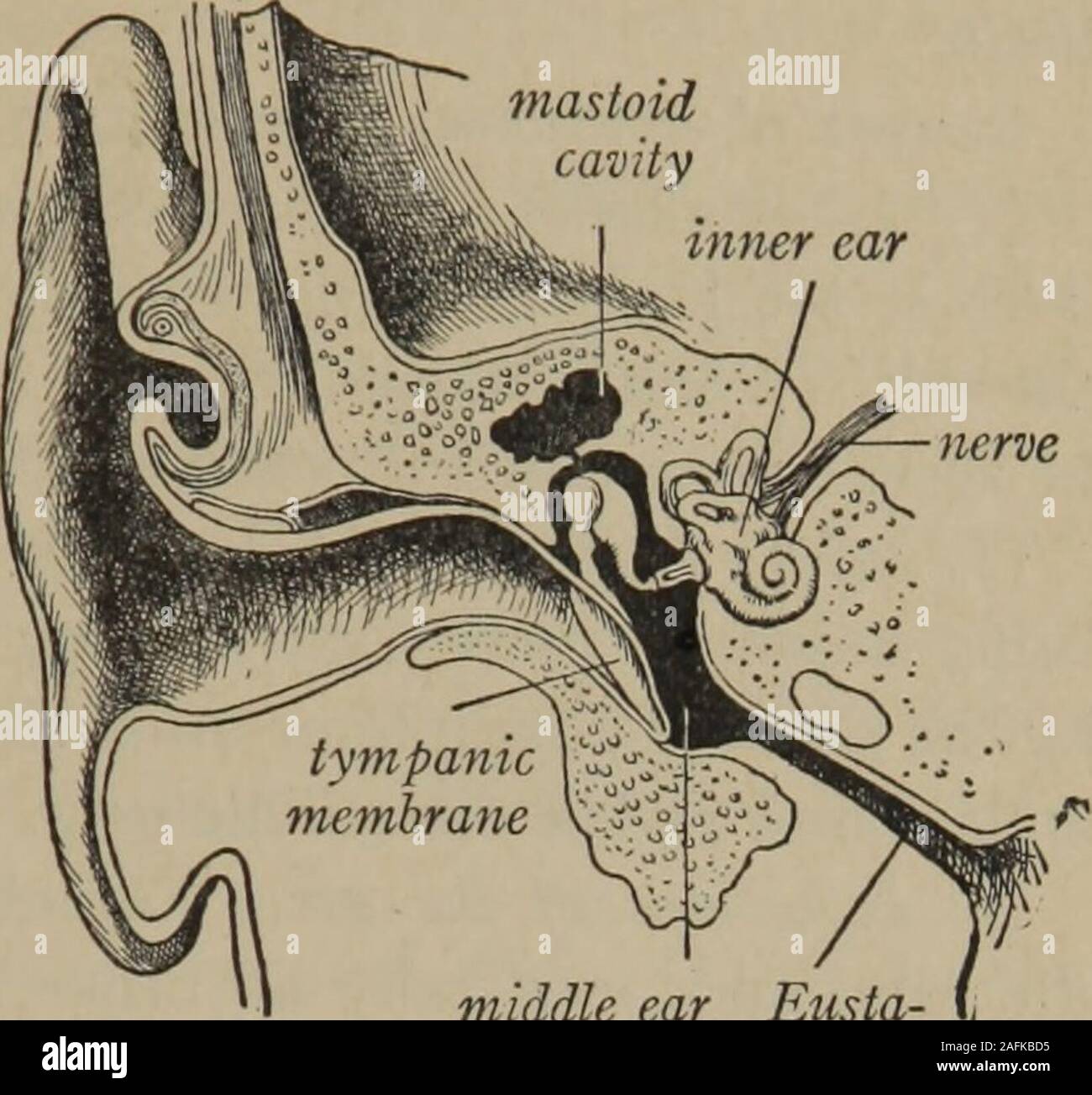 Middleear hi-res stock photography and images - Alamy