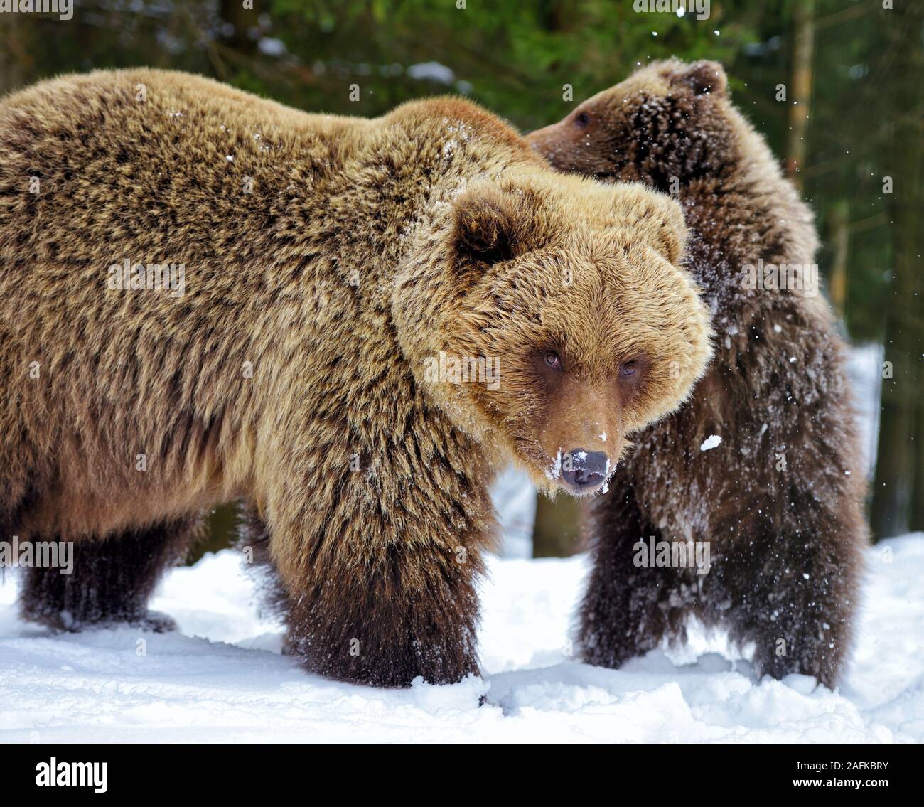 Bear mother and cub playing in the winter forest Stock Photo - Alamy