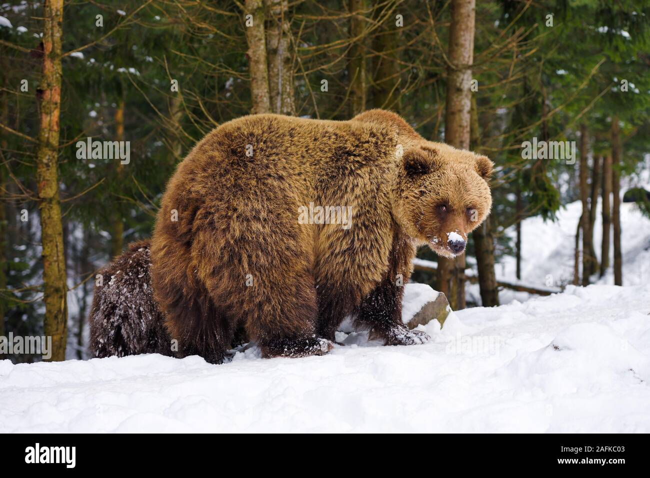 Carpathian brown bear hi-res stock photography and images - Alamy