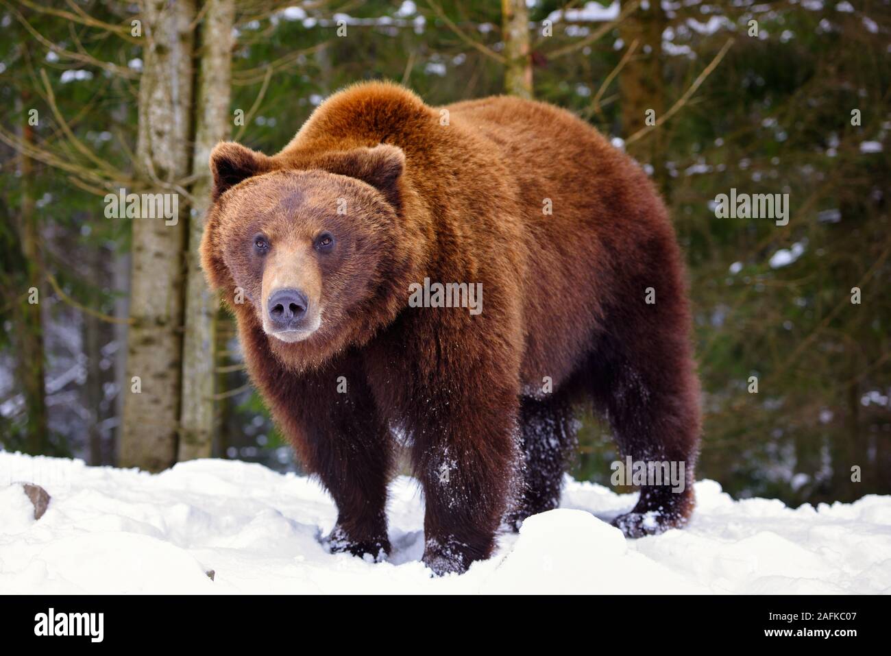 Fauna bear hi-res stock photography and images - Alamy