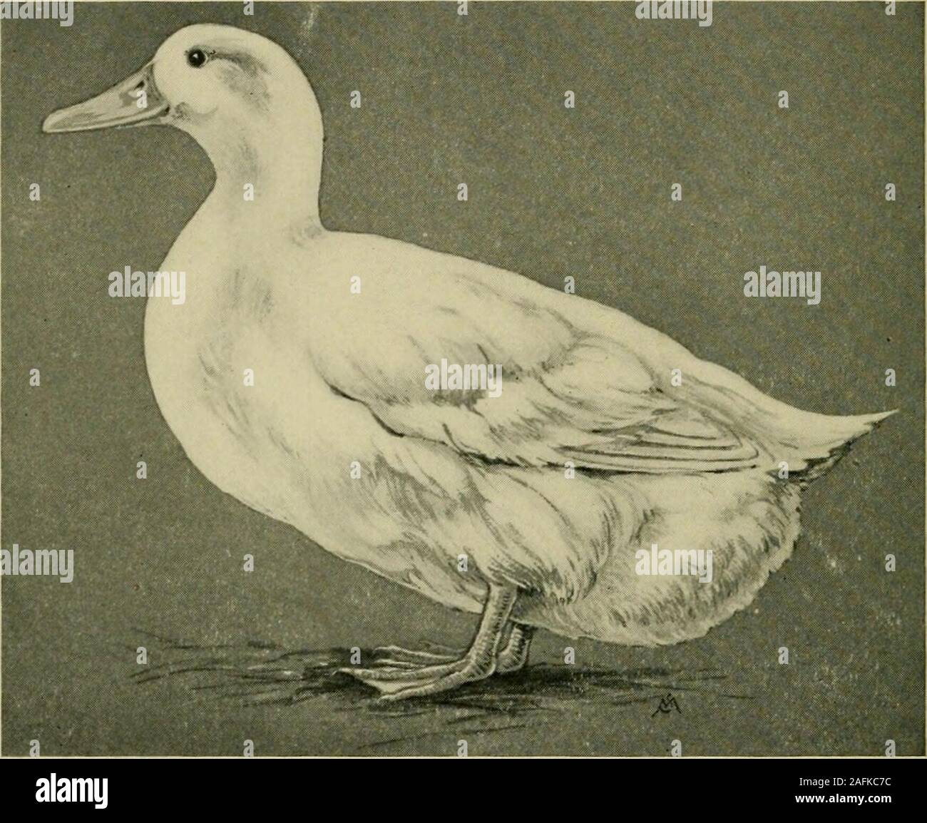 . How we make ducks pay ... an illustrated guide to the profitable ...