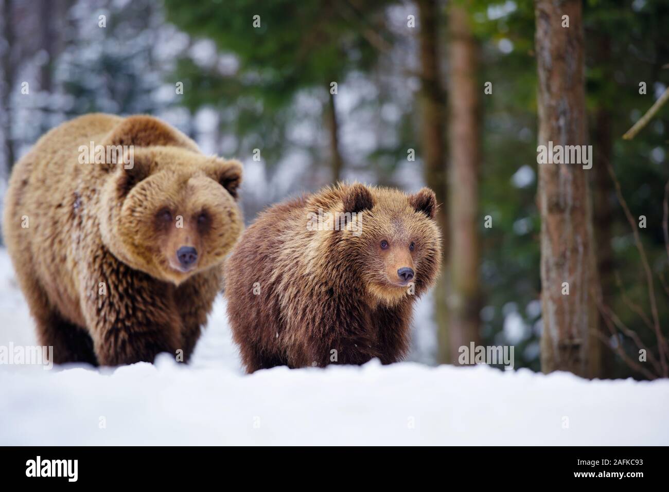 She bear hi-res stock photography and images - Alamy