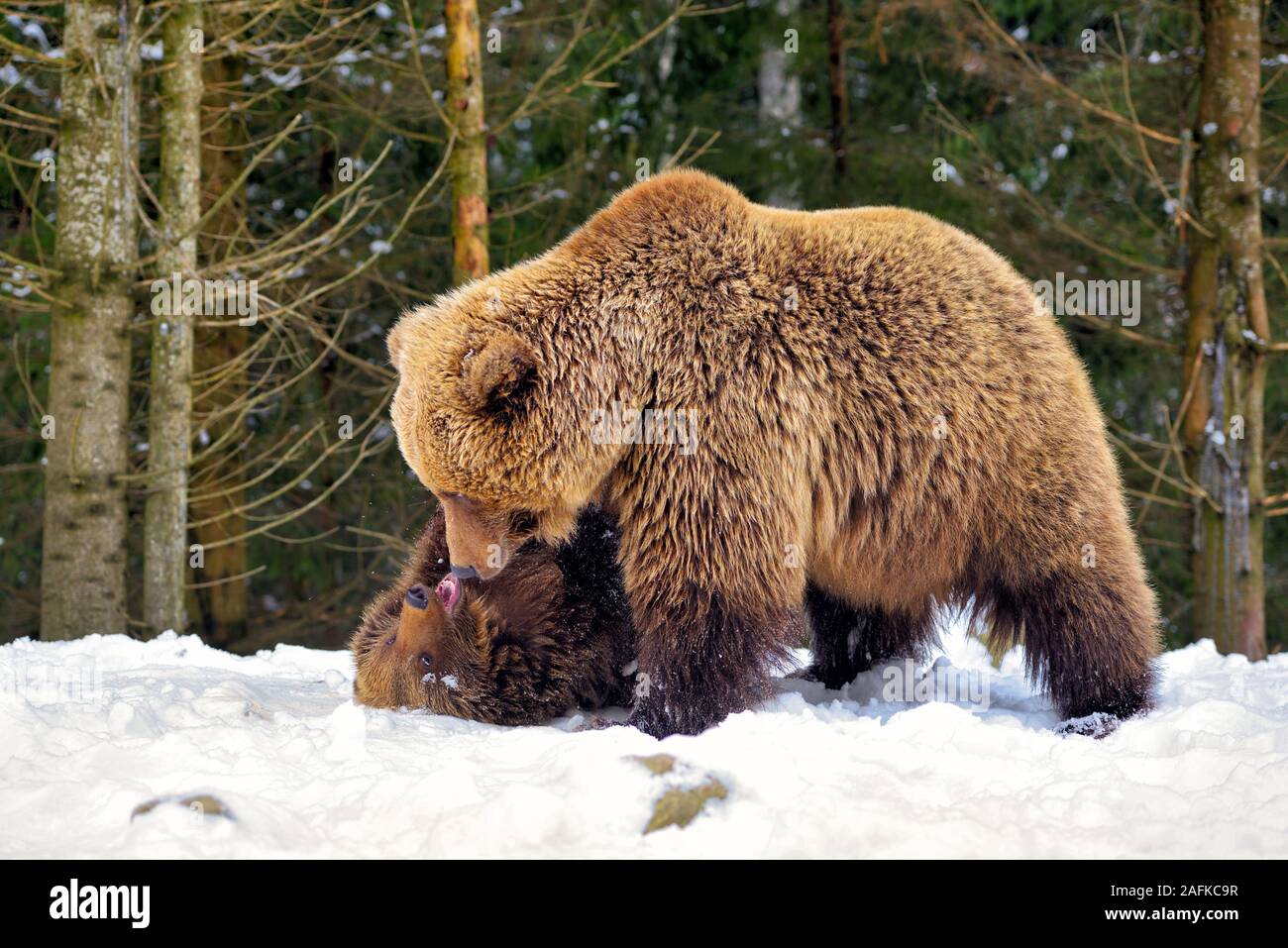 Brown bear cub in the snow hi-res stock photography and images - Alamy
