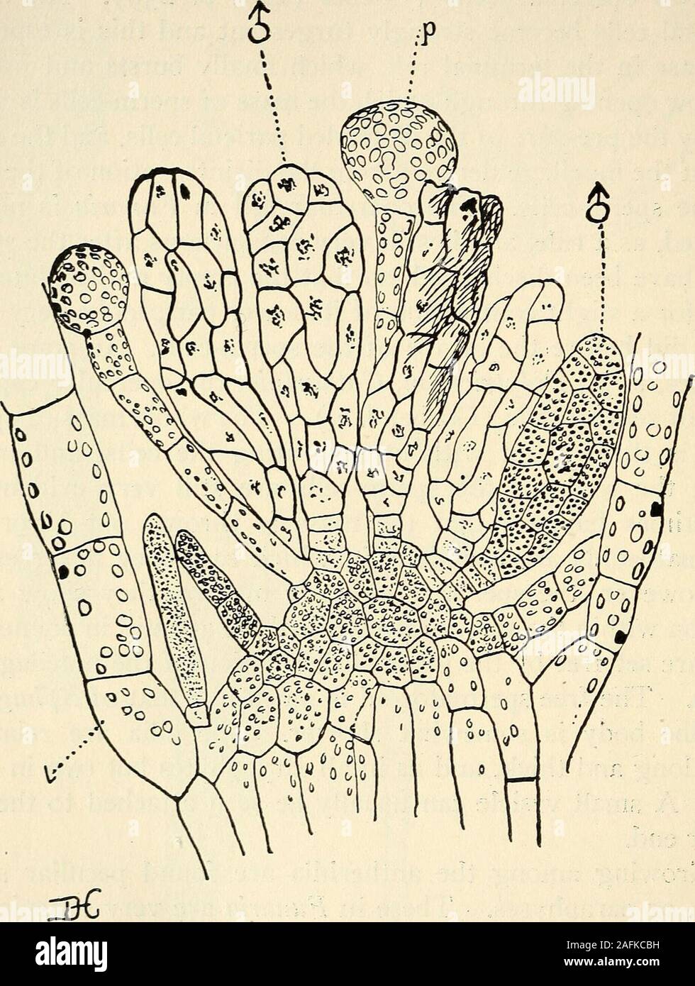 Funaria hi-res stock photography and images - Alamy