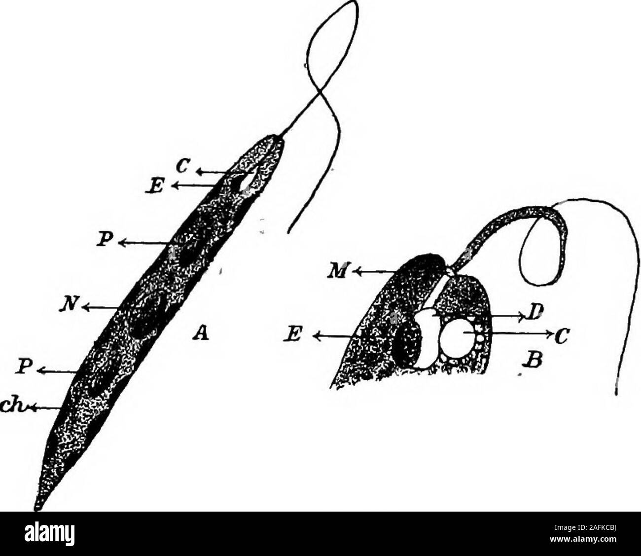 Flagellata Cut Out Stock Images & Pictures - Alamy