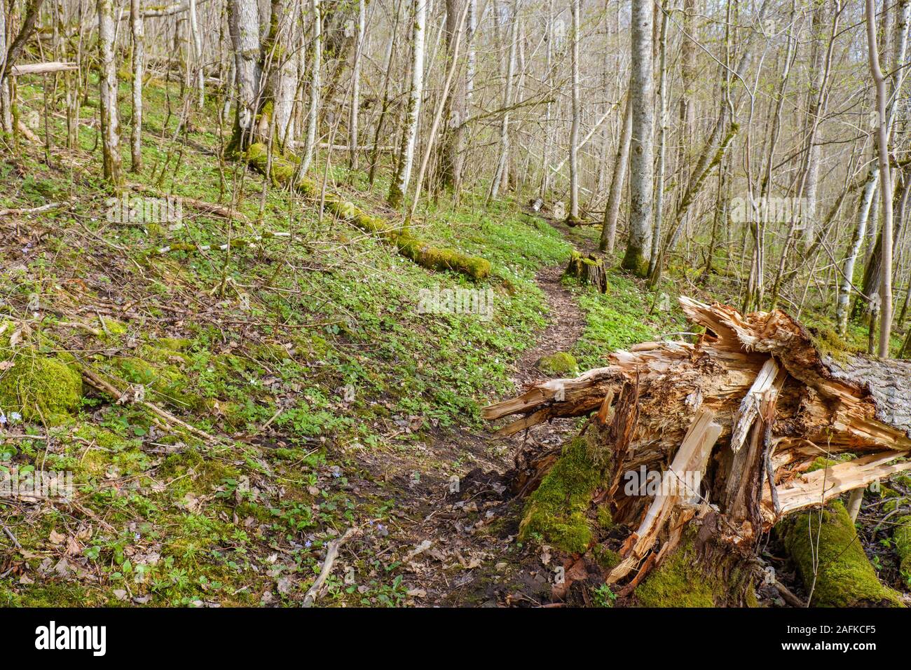 Stump footpath hi-res stock photography and images - Alamy