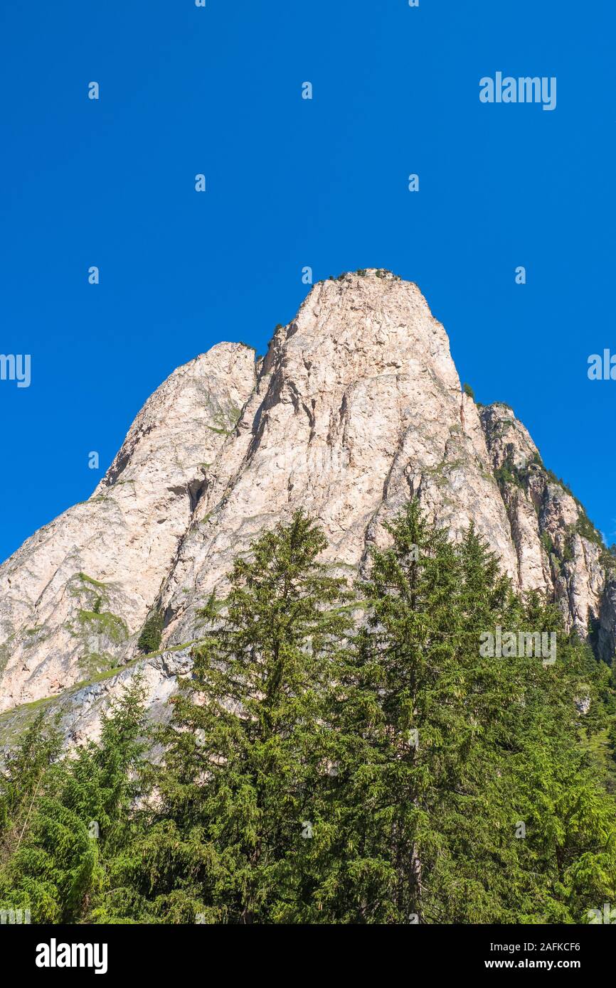 Rocky mountain spruce tree hi-res stock photography and images - Alamy