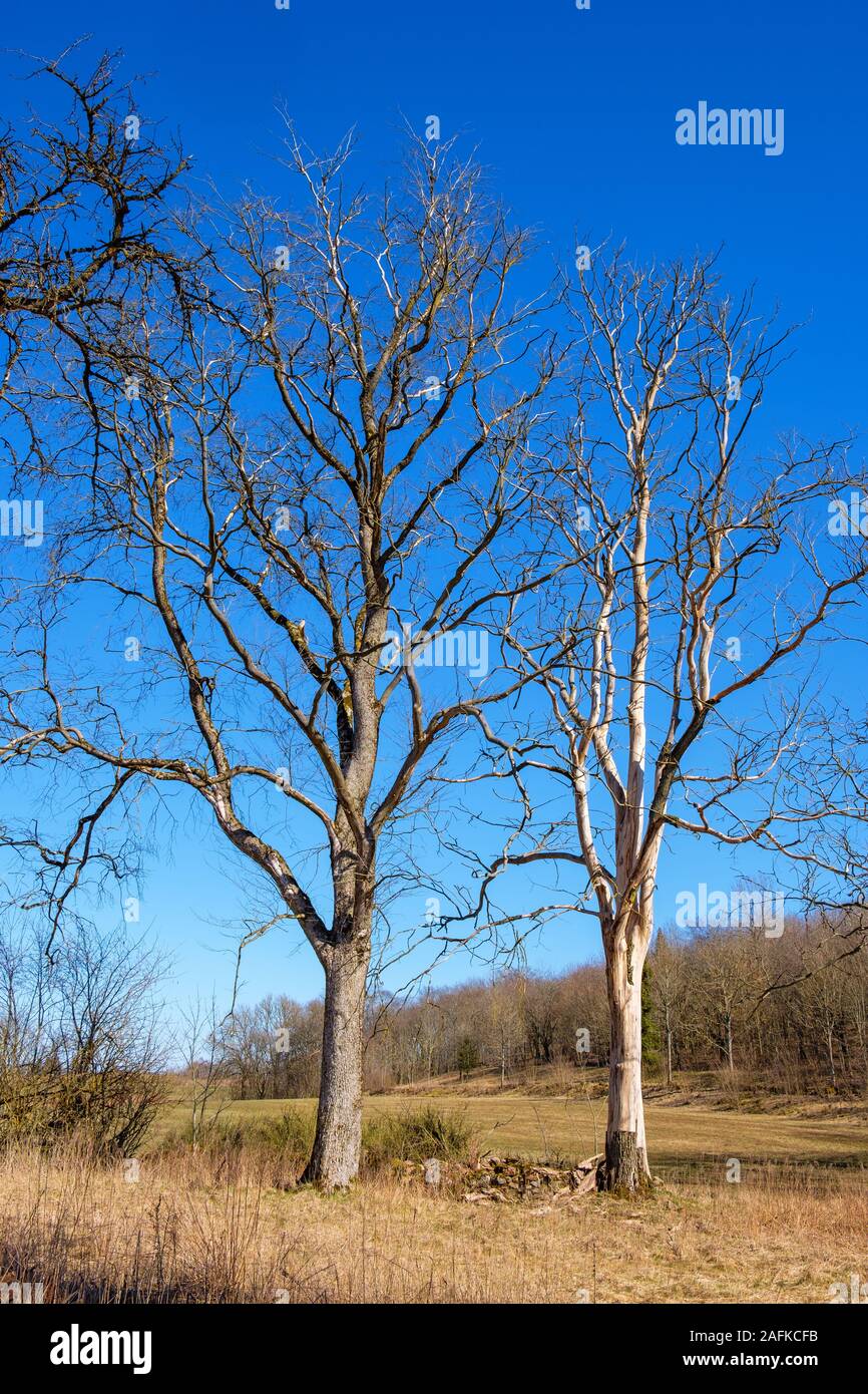 Tree snags in a country landscape in spring Stock Photo - Alamy