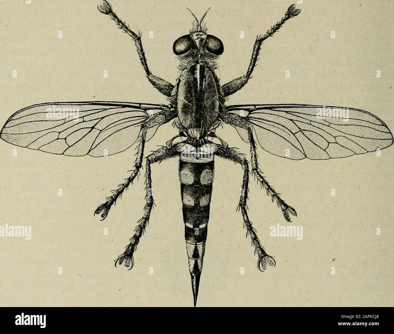 Tabanids hi-res stock photography and images - Alamy